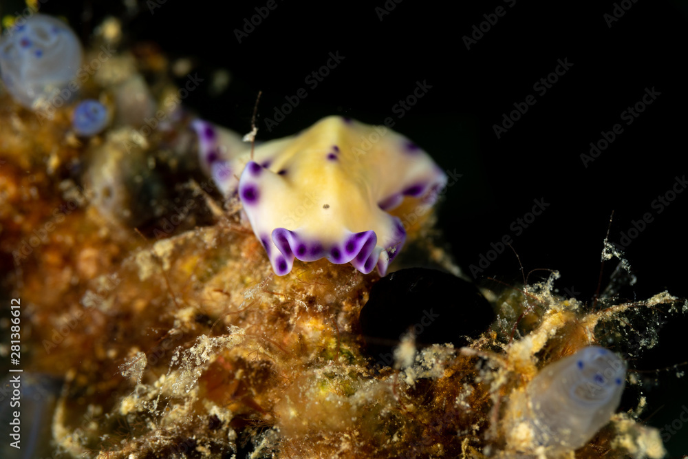 The flatworms, flat worms, Platyhelminthes, Plathelminthes, or ...