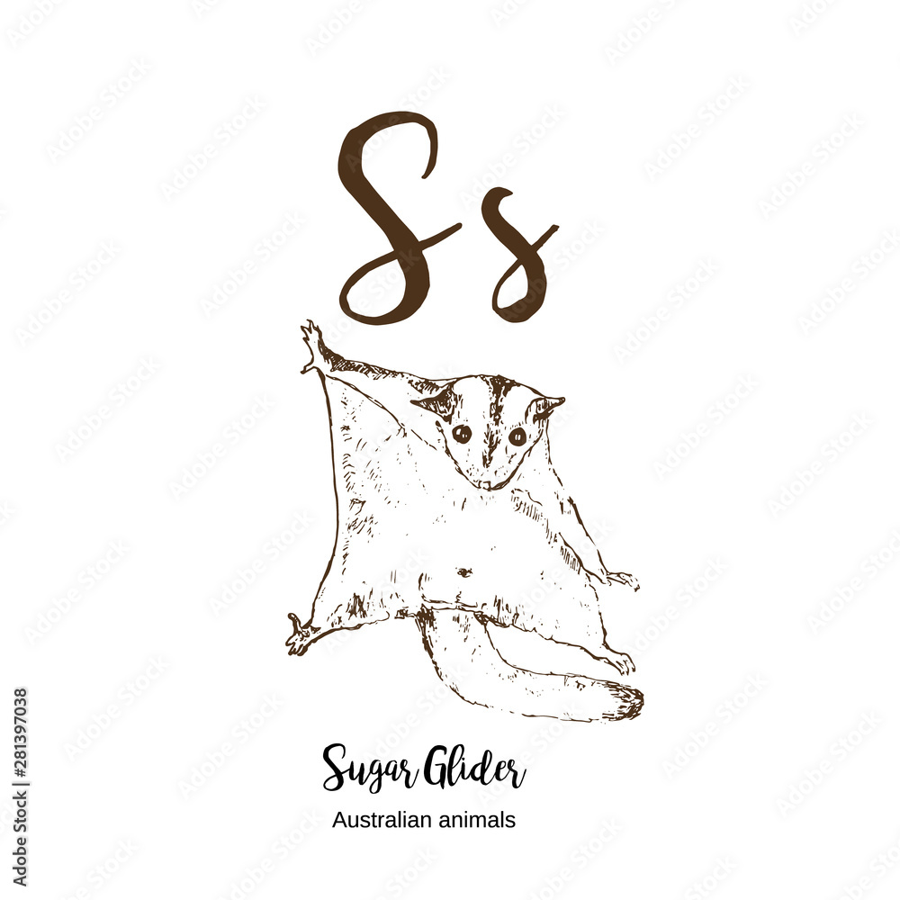 Sugar glider, A to z, alphabet sketch australian animals drawing vector ...