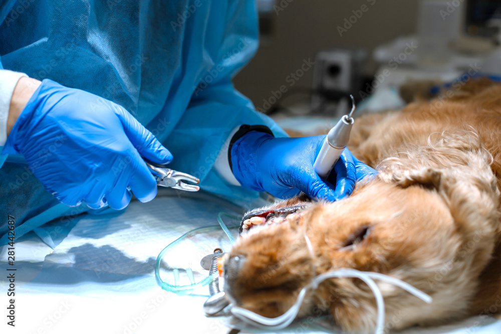 Veterinary dentistry. Dentist surgeon veterinarian treats and removes ...