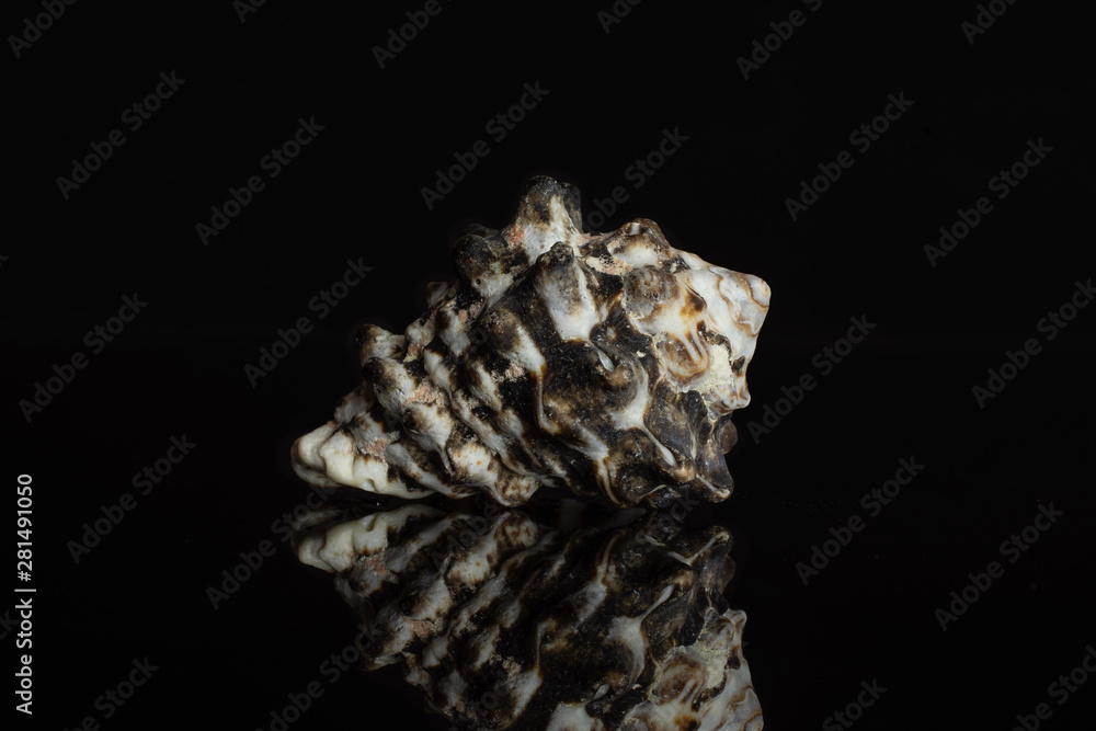 One whole dark prickly mollusc shell isolated on black glass Stock ...
