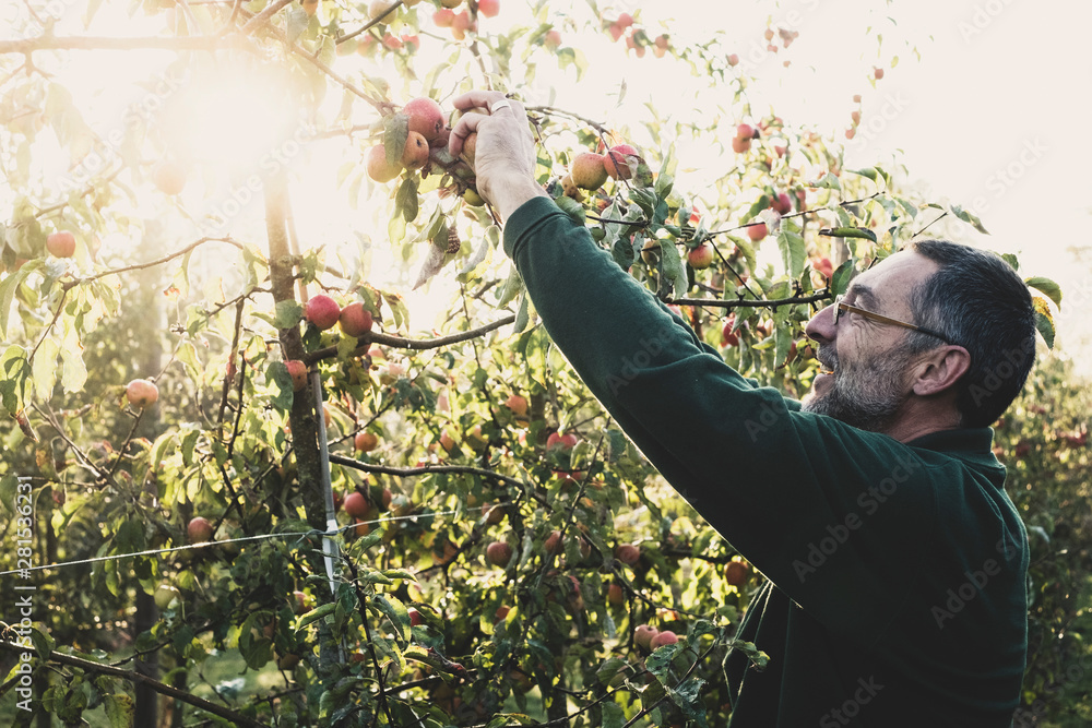 Side view of man picking apples from tree in apple orchard Stock Photo ...
