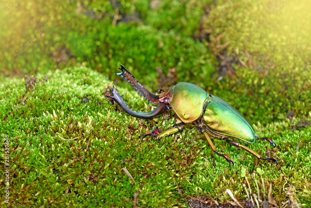 Beetle : Sawtooth beetles (Lamprima adolphinae) or Stag beetles, one of world's most beautiful ...
