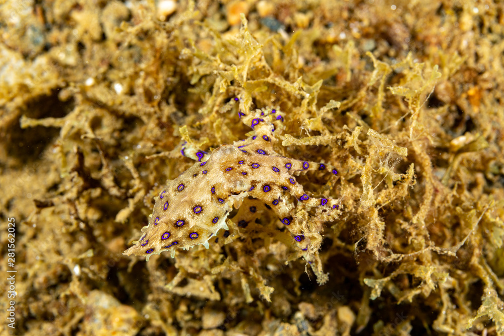 Photo Stock Greater blue-ringed octopus, Hapalochlaena lunulata is one ...
