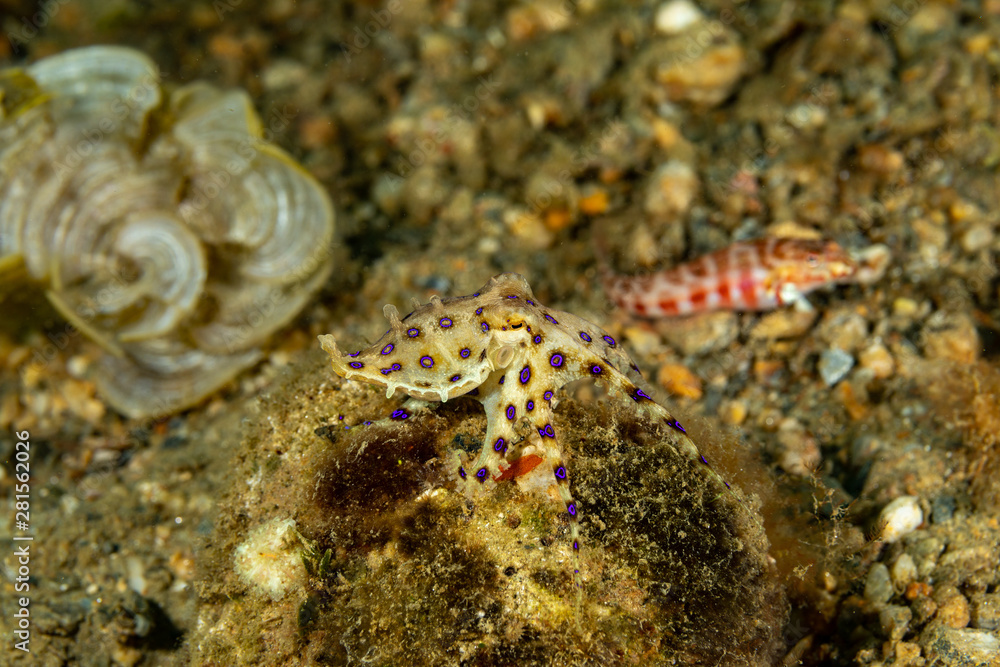 Greater blue-ringed octopus, Hapalochlaena lunulata is one of four ...