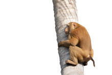 Funny Monkey Free Stock Photo - Public Domain Pictures