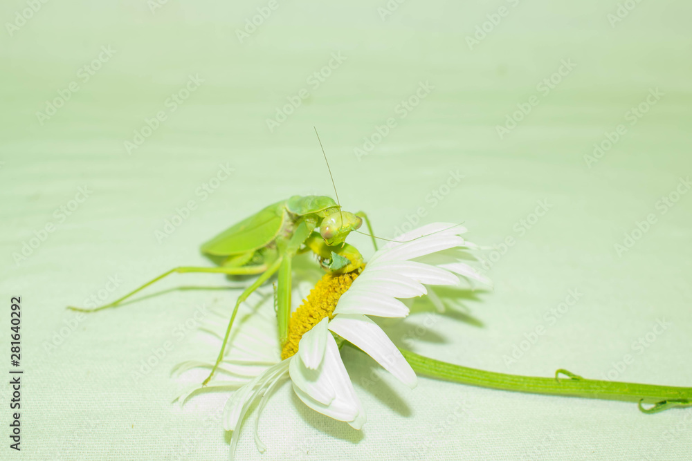 Praying mantis is a green insect from the family of real mantis. Large ...