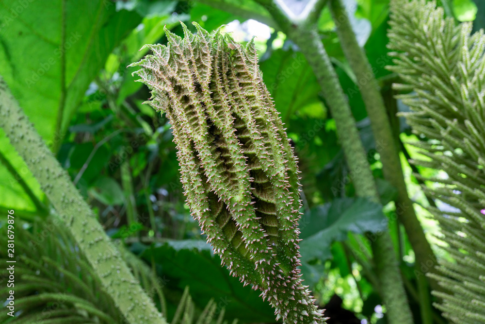 Close up of an unfolding leaf of giant-rhubarb or Brazilian giant ...