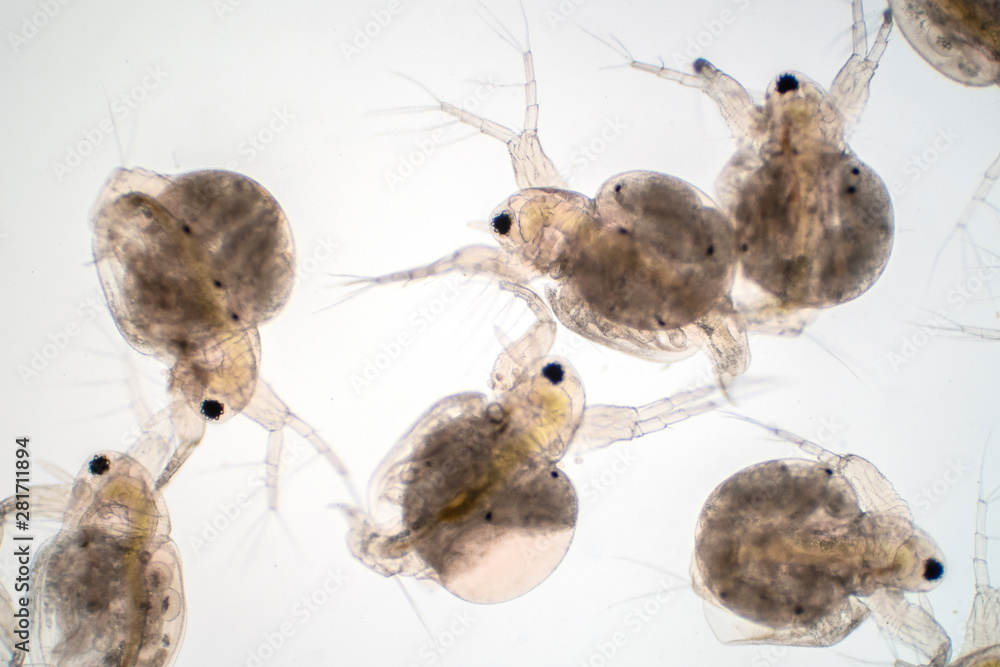 Water flea (Daphnia magna) is a small planktonic crustacean under ...