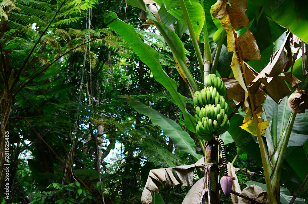Foto de Stock Plantain Trees located on a coffee farm in Puerto Rican ...