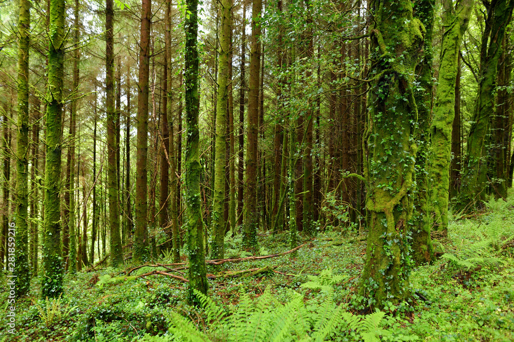 Massive pine trees with ivy growing on their trunks. Impressive ...