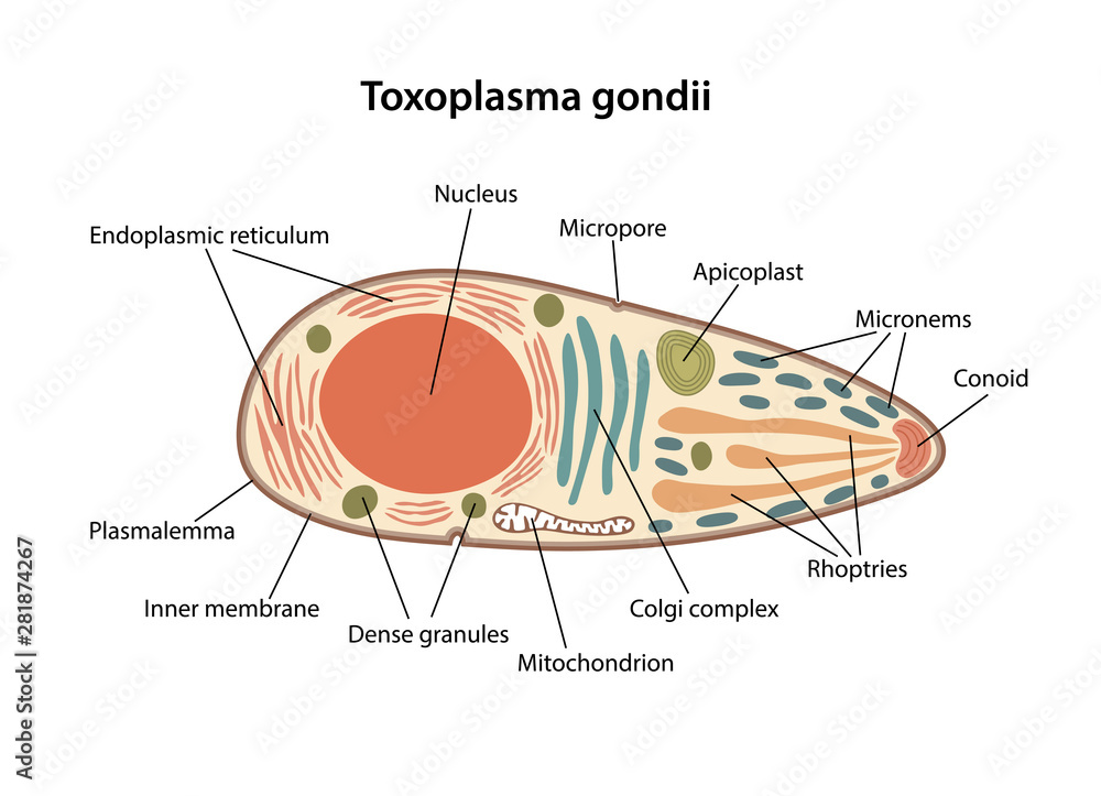 Structure of Toxoplasma gondii with corresponding designations. Vector ...