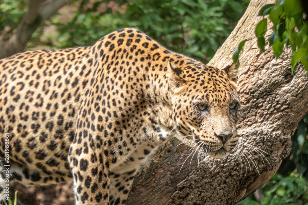 African Leopard (Panthera pardus pardus) native to wide ranges in sub ...