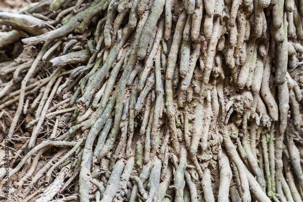 Many root of Caryota urens have green color on the ground which a palm ...