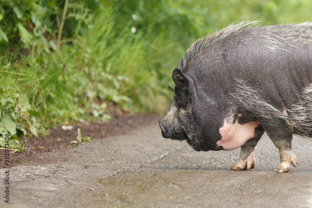 Vietnamese pot bellied pig. Portrait of vietnamese pig. Domestic ...