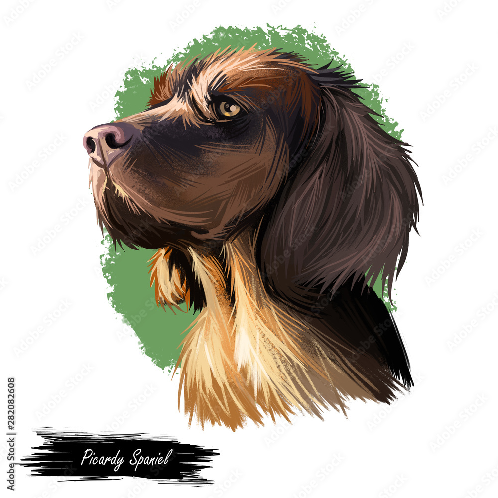 Picardy Spaniel dog portrait isolated on white. Digital art ...