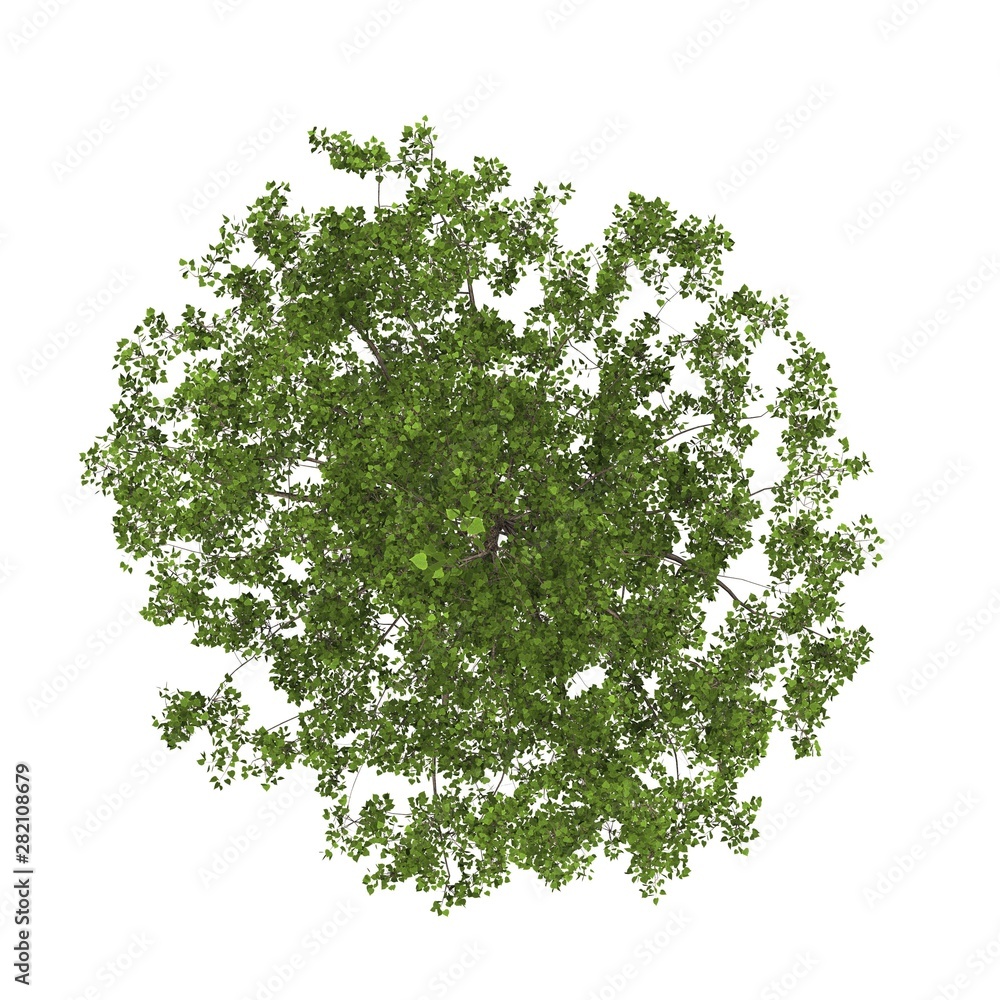 Tree top view on white background layout plan Stock Photo | Adobe Stock