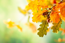 Oak Tree In Fall Free Stock Photo - Public Domain Pictures