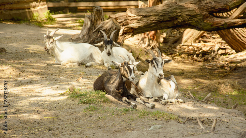 Goat, gray goat, pack leader, horned goat, nature reserve, animals ...