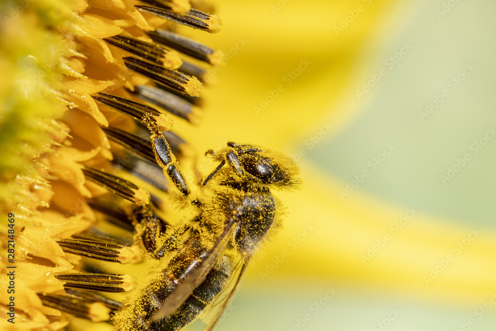 Abeille (apis mellifera) en train de butiner dans un champs de ...