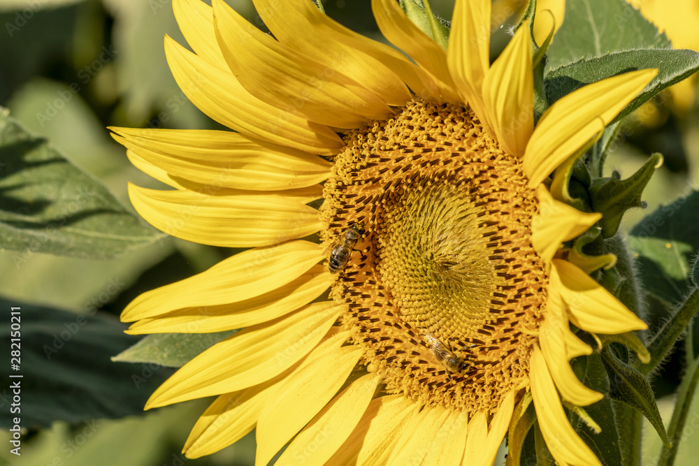 Abeille (apis mellifera) en train de butiner dans un champs de ...