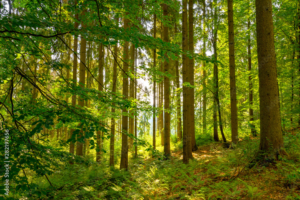 Wald in Deutschland, Voigtland in Sachsen Stock Photo | Adobe Stock
