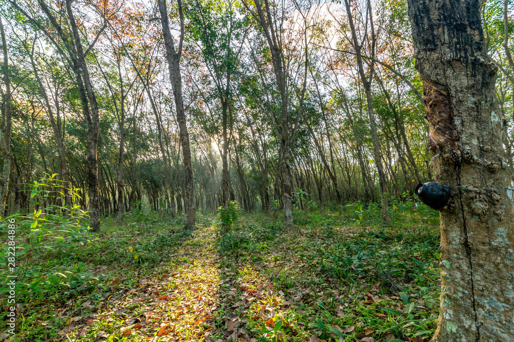 Row of para rubber plantation in South of Thailand,rubber trees Stock ...