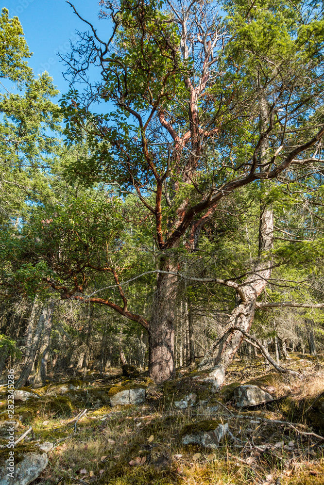 dense arbutus and pine trees grown on the rocky cliff face with mosses ...