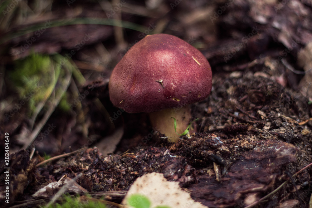 Russula mushroom with red hat is growing on a brown earth in the forest ...