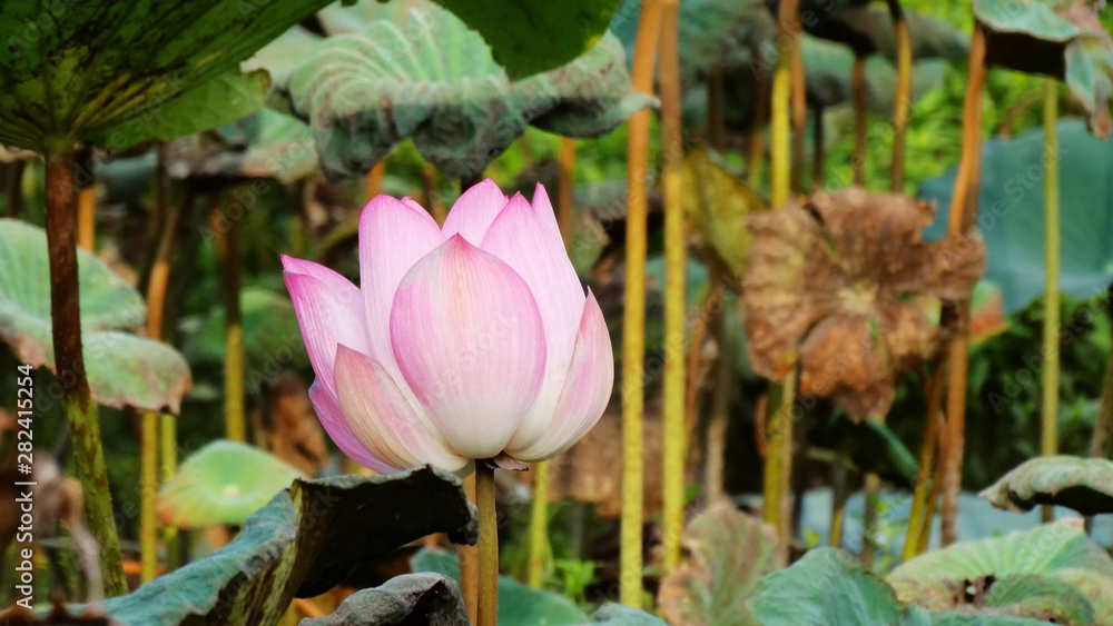 Closeup of lotus flower blooming in the morning. Nelumbo nucifera, also ...