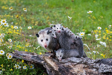 Brushtail Possums Free Stock Photo - Public Domain Pictures