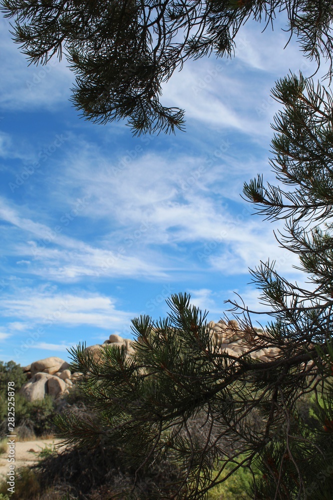 Стокове фото Commonly known as Single Leaf Pinyon, botanically as Pinus ...