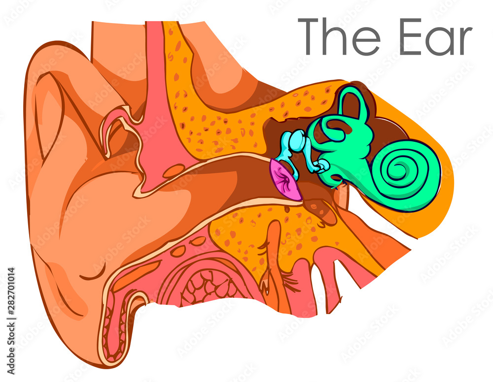 Ear diagram. Brush drawing vector. Ear anatomy with its components ...