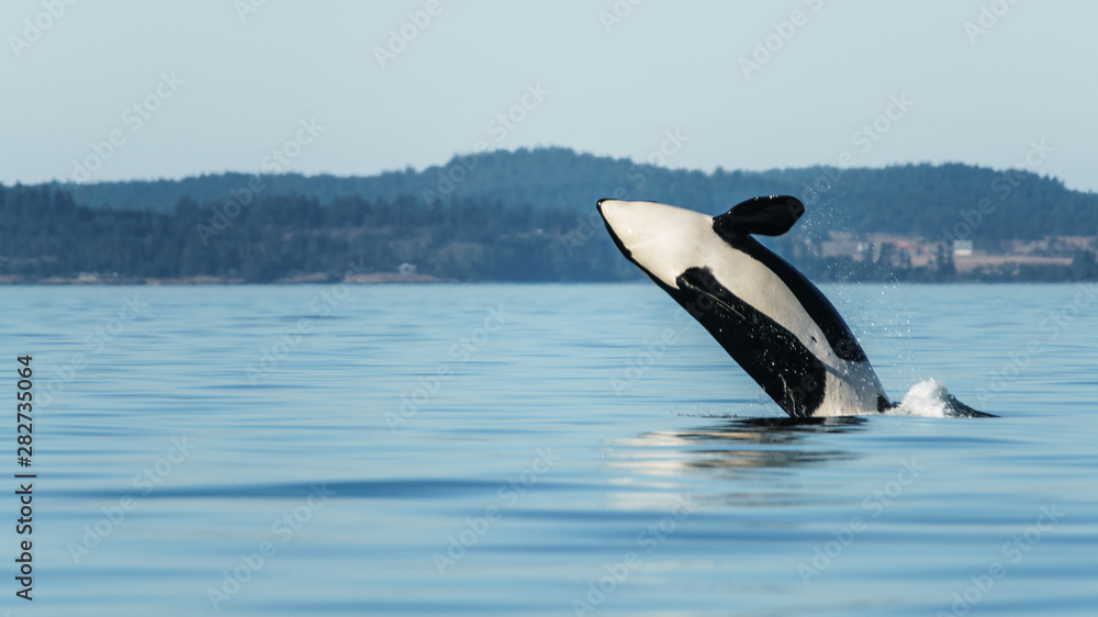 Orca Breach Stock Photo | Adobe Stock