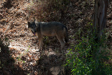 Iberian Wolf Eating Free Stock Photo - Public Domain Pictures