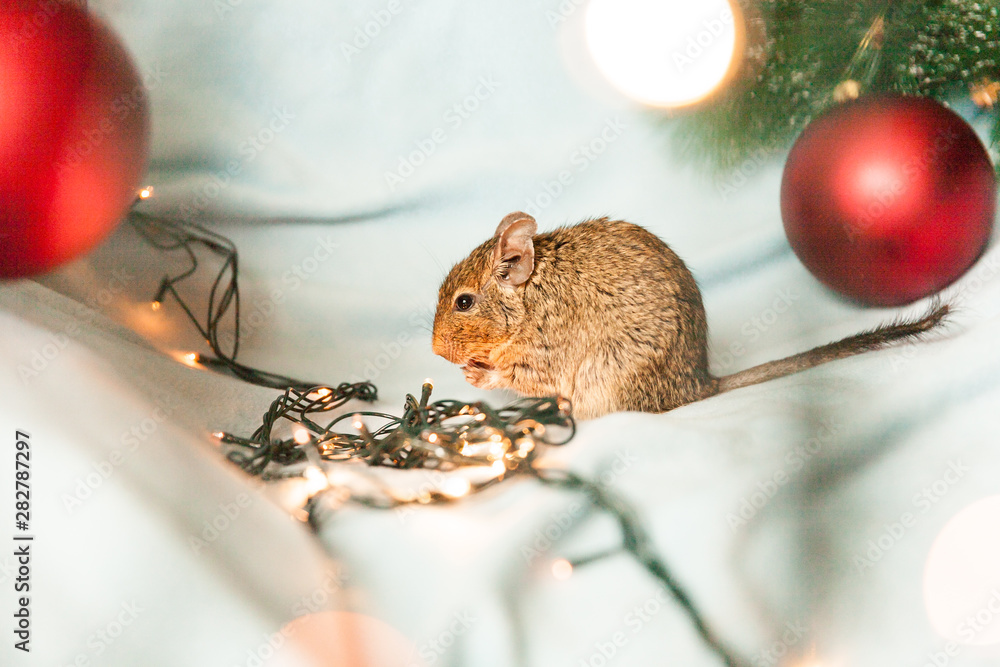 Little fluffy rodent rat sitting among Christmas toys and new Year ...