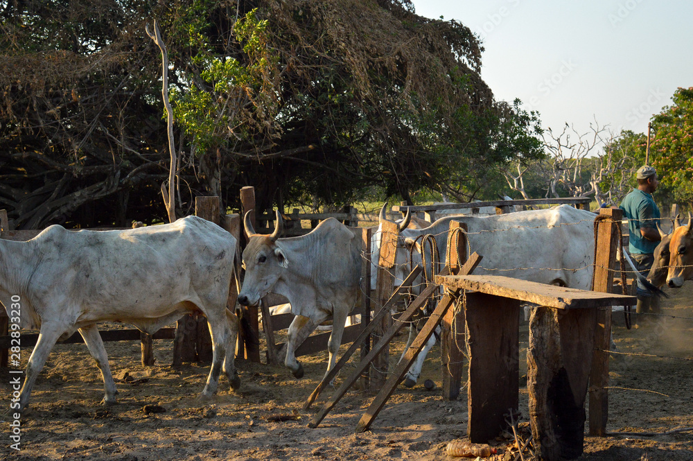 Photo Stock Dairy cows with big horns running out of the milking yard ...
