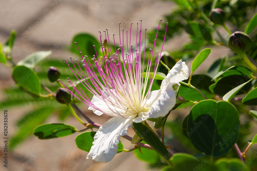 Close up on flowers of caper shrub (capparis spinosa). Purple and white ...