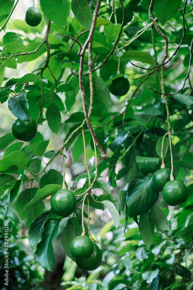 Avocado tree with abundant fruit hanging from long leafy stems and ...