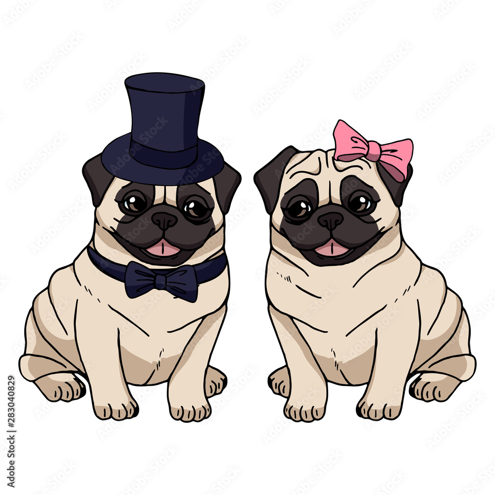 A couple of cute pugs isolated on white background. Vector dog ...