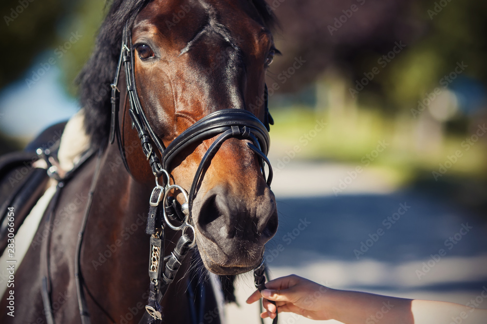 Beautiful chestnut horse harnessed to a harness for horse racing, which ...