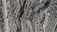 Marula Tree Bark With Grey Color Free Stock Photo - Public Domain Pictures