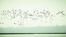 Birds Flying Over Wetlands Free Stock Photo - Public Domain Pictures
