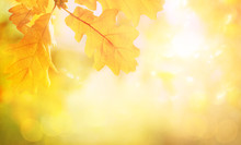 Autumn Abstract Background Free Stock Photo - Public Domain Pictures