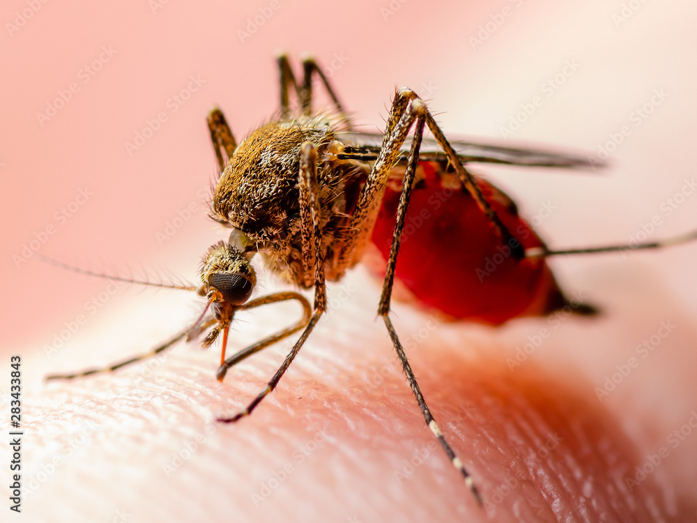 Dangerous Zika Infected Mosquito Skin Bite. Leishmaniasis, Encephalitis ...
