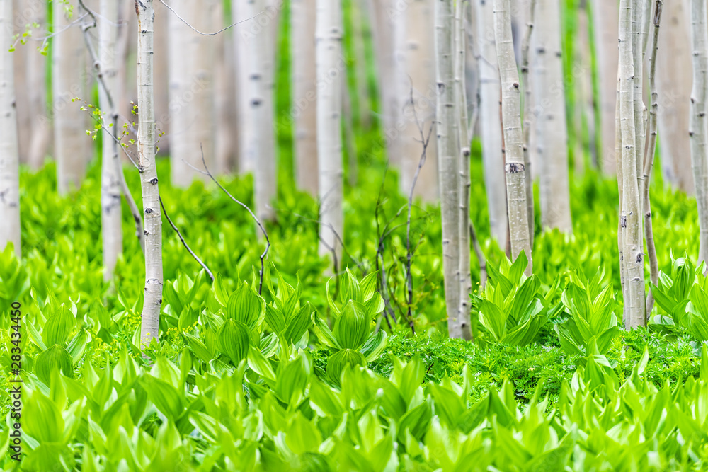 Aspen forest trees pattern in summer with Yellow lady's slipper plants ...