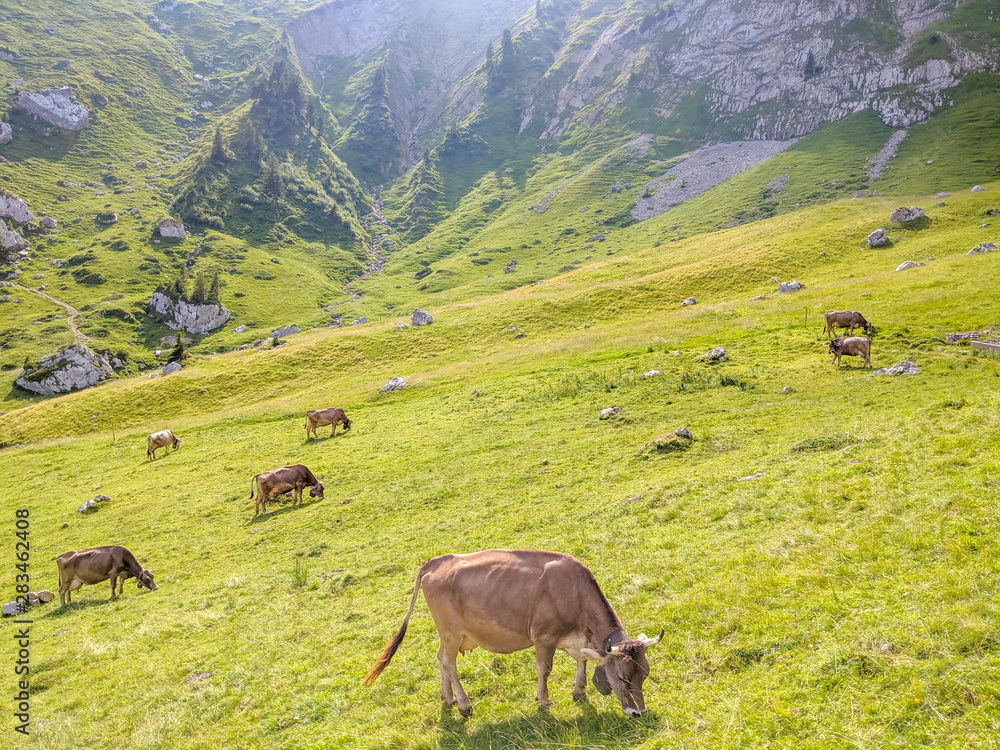 Swiss brown mountain cows grazing on an alpine pasture on Mt. Pilatus ...
