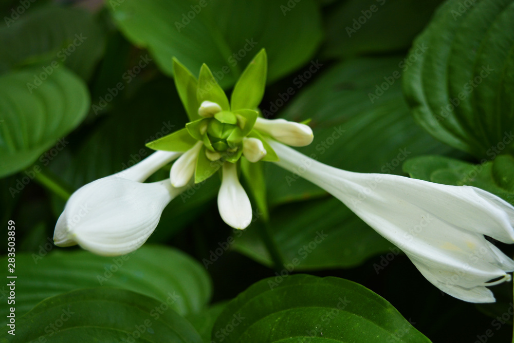 Beautiful and chic white hosta flowers with large exotic leaves and ...