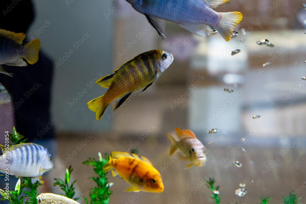 Fish in the aquarium. Tropical fish with corals and algae in the water. Beautiful background of ...