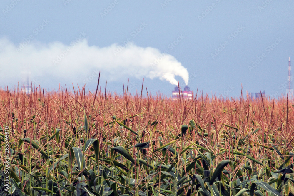 Young green corn on the field against the background of the plant ...