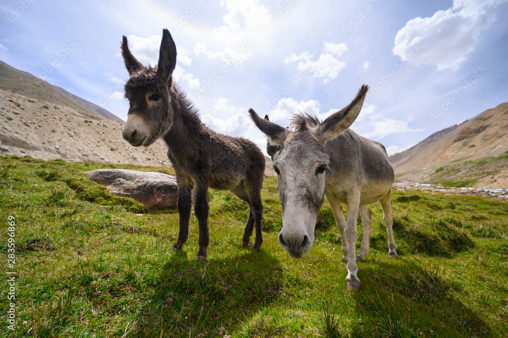 Wildlife donkeys on mountain in Jammu and Kashmir, India Stock Photo ...